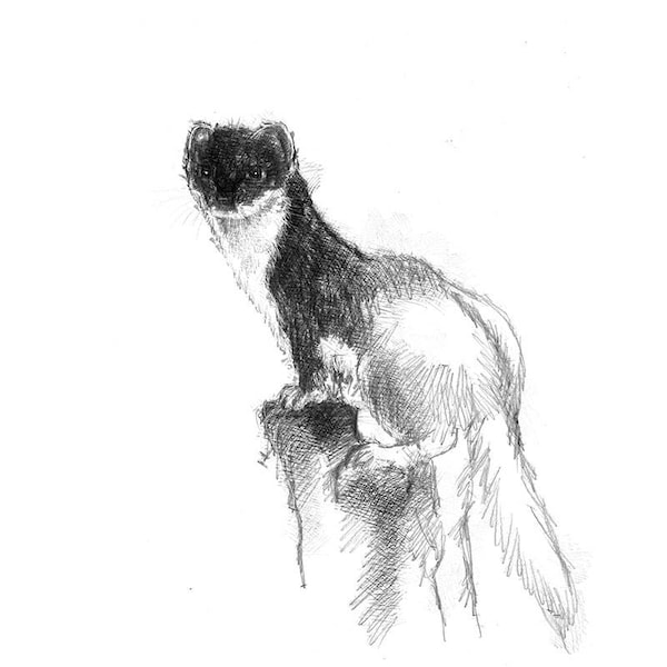 Stoat Drawing - Etsy