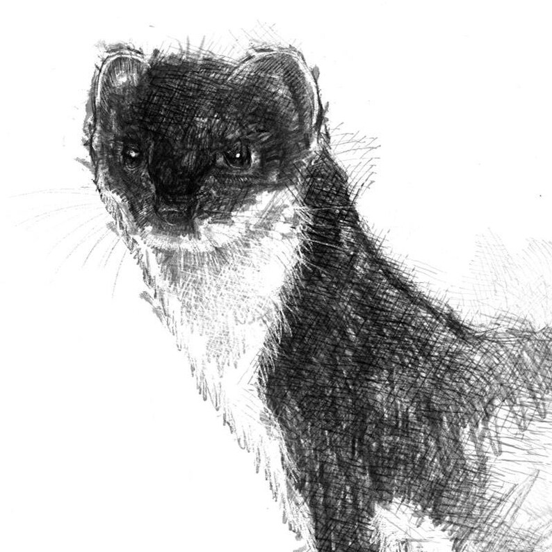 Stoat Sketch Limited Edition Fine Art Print From Original - Etsy Israel