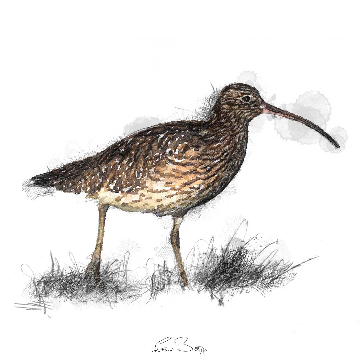 Curlew Walking Sketch | Limited Edition Fine Art Print From Original ...