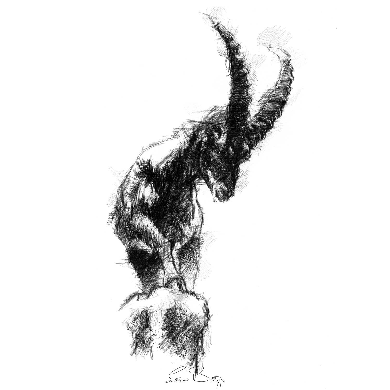 Mountain goat sketch Limited edition fine art print from | Etsy