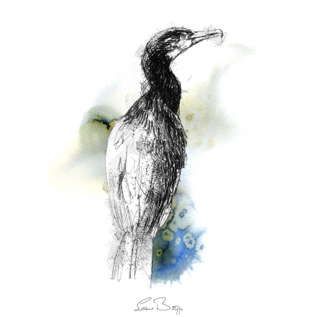 Cormorant Sketch | Limited Edition Fine Art Print From Original Drawing ...