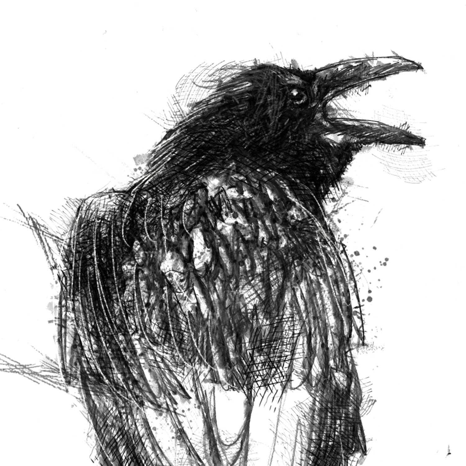 Crow Sketch Limited Edition Fine Art Print From Original | Etsy