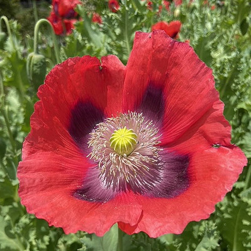 Poppy Flower Seeds - Etsy