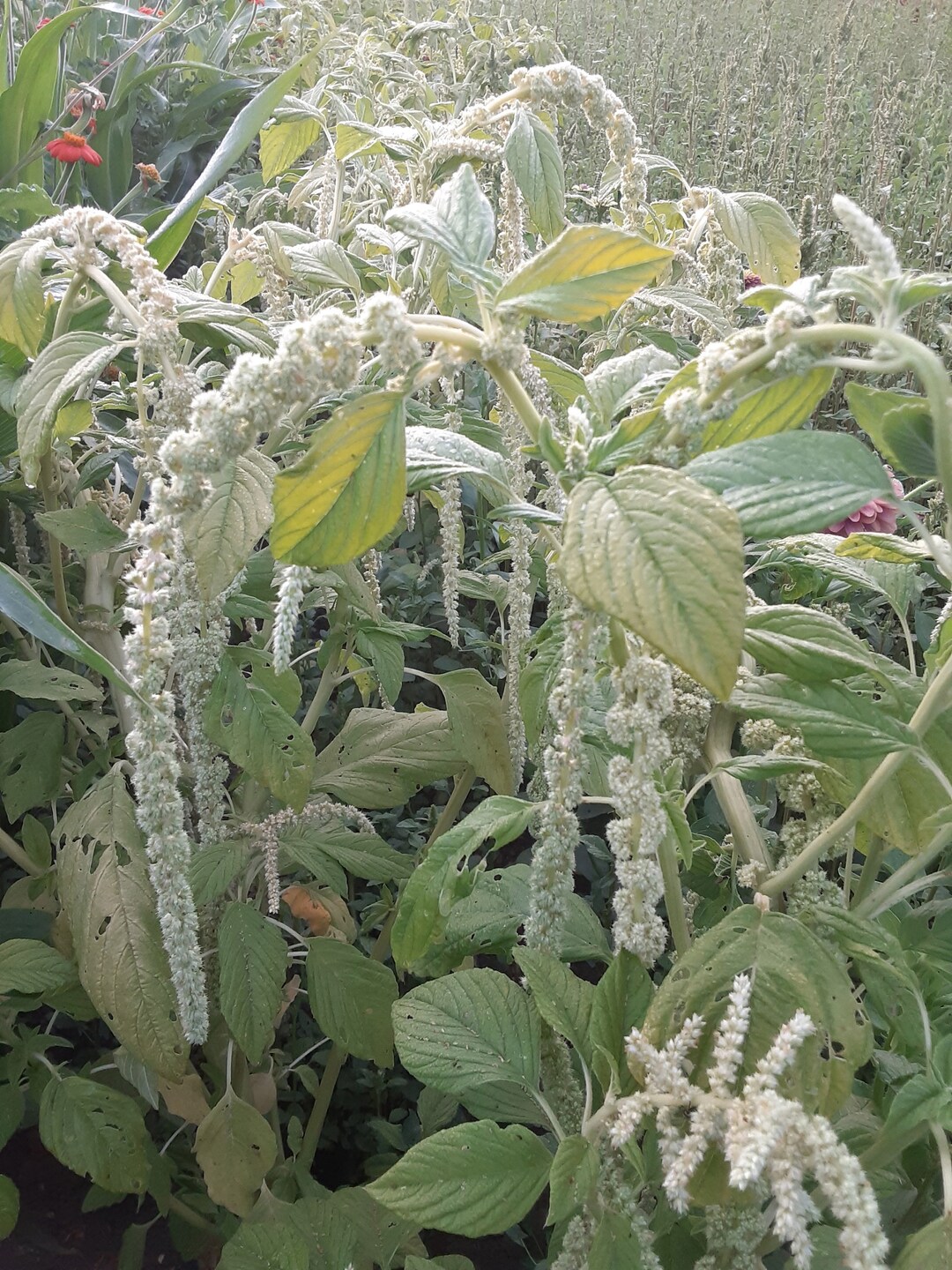 Organic 'emerald Tassels' Amaranth - Etsy