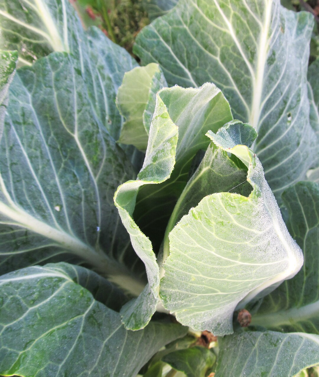 Organic Champion Collards - Etsy