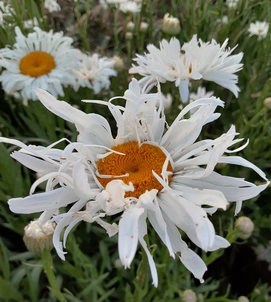 Organic Crazy Daisy Shasta Daisy - Etsy