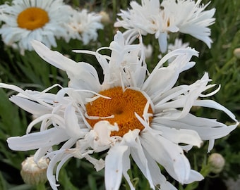 Shasta Daisy / Crazy Daisy Flower Seeds / Leucanthemum/perennial 50 - Etsy