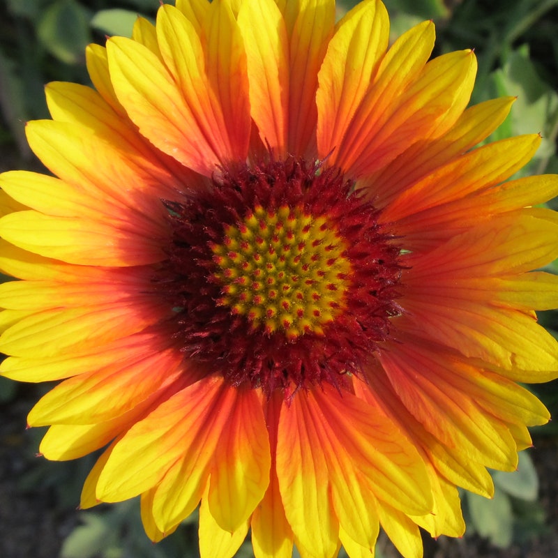 Indian Blanket Flower - Etsy