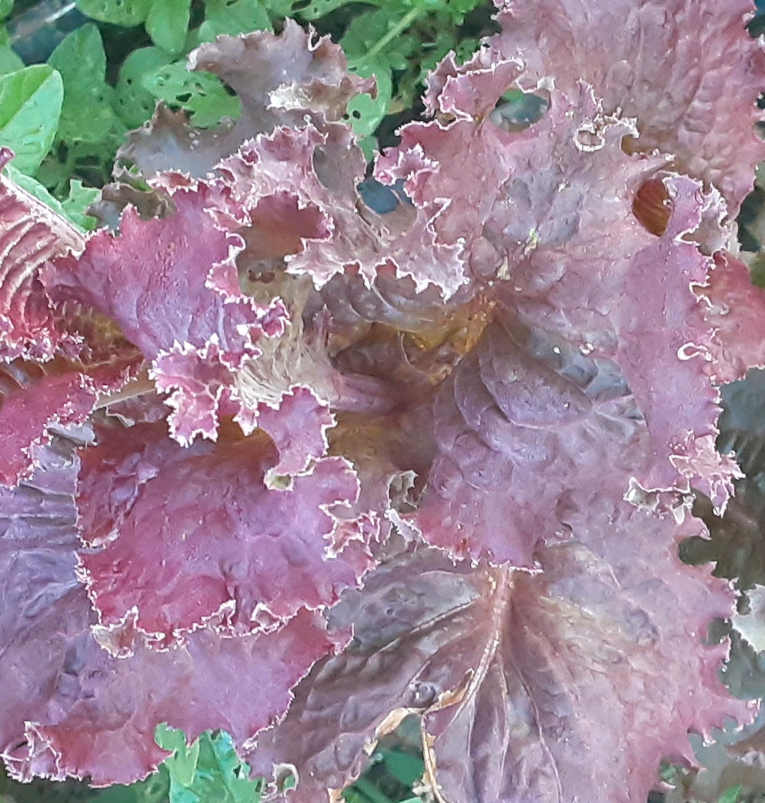 Organic 'red Sails' Lettuce - Etsy