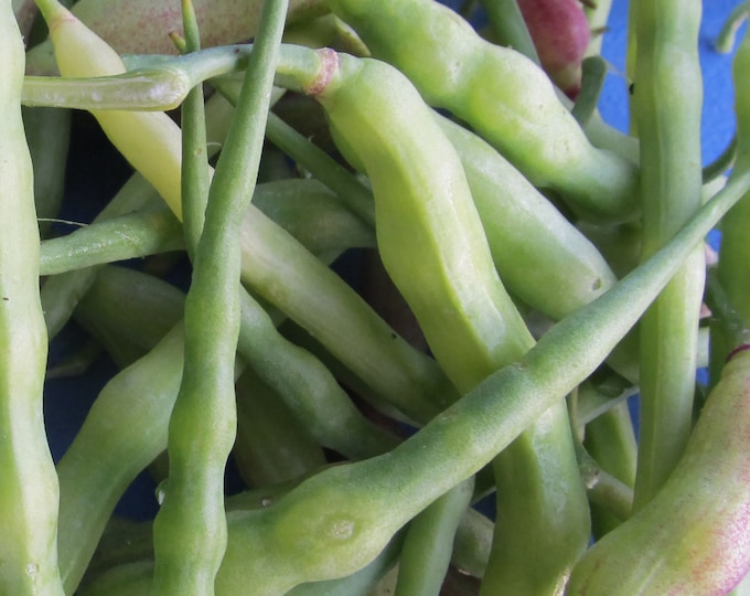 Heirloom Red Rats Tail Radish Seeds - Non GMO - Vegetable Gardening ...