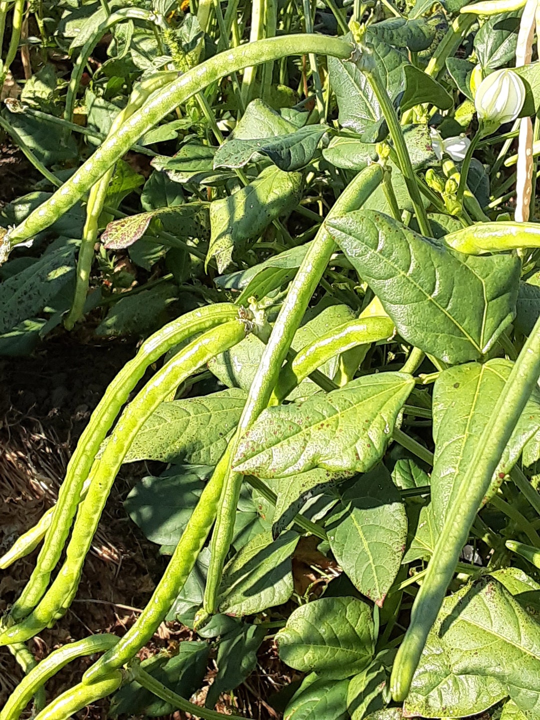 Organic Fast Lady Northern Southern Pea - Etsy