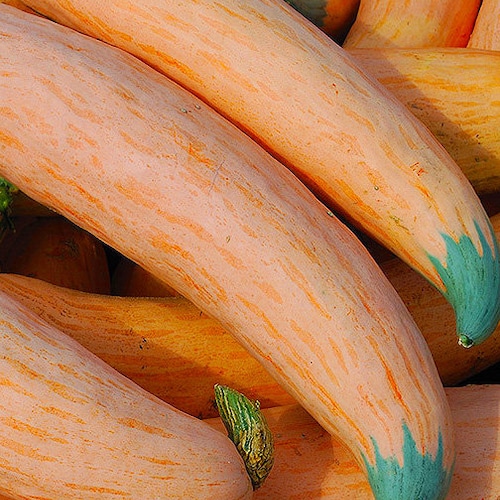 Cherokee North Georgia Candy Roaster Squash . Cucurbita - Etsy