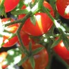 Mariana Tomato Seeds - Etsy