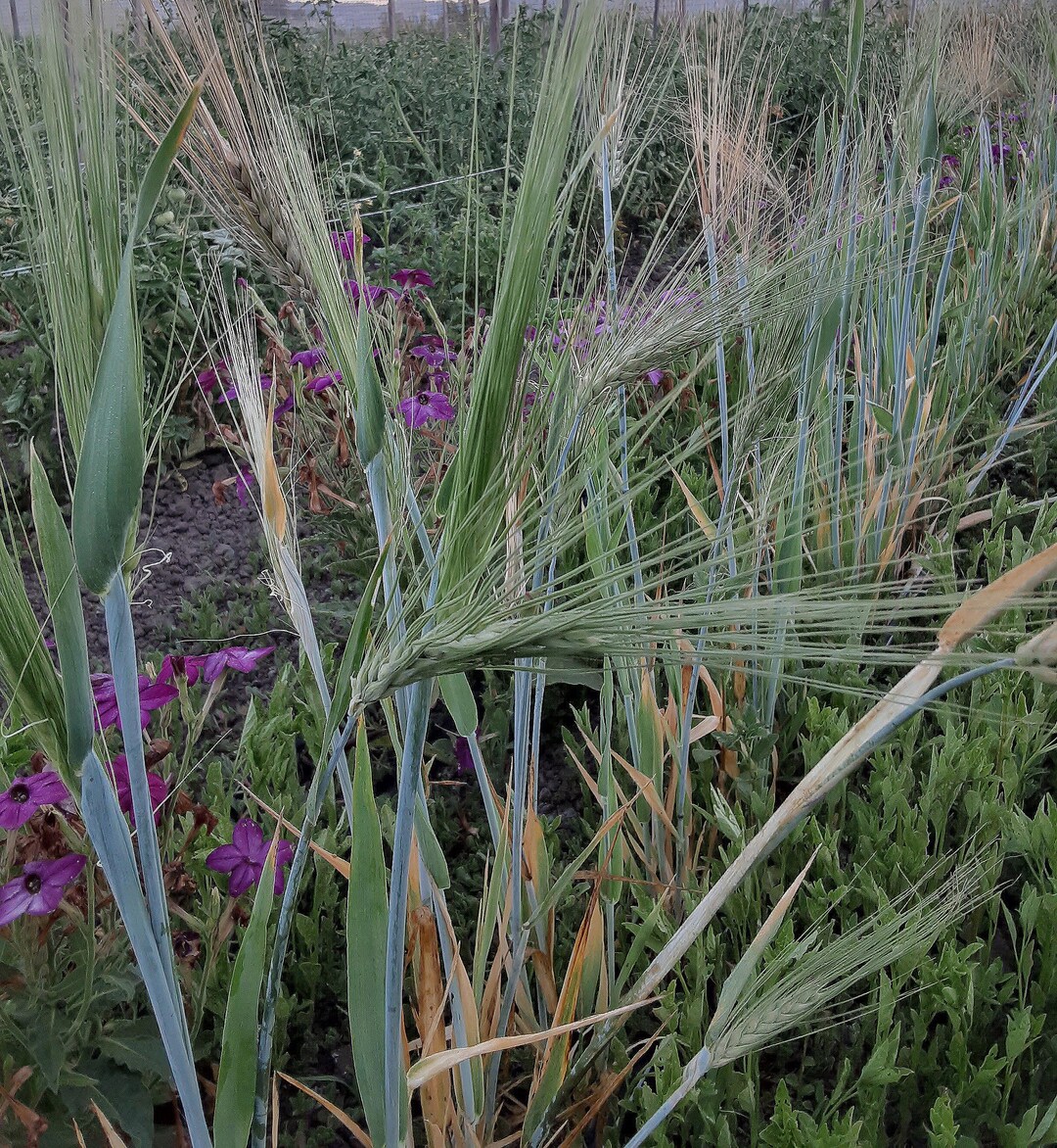 Organic 'purple Karma' Barley - Etsy