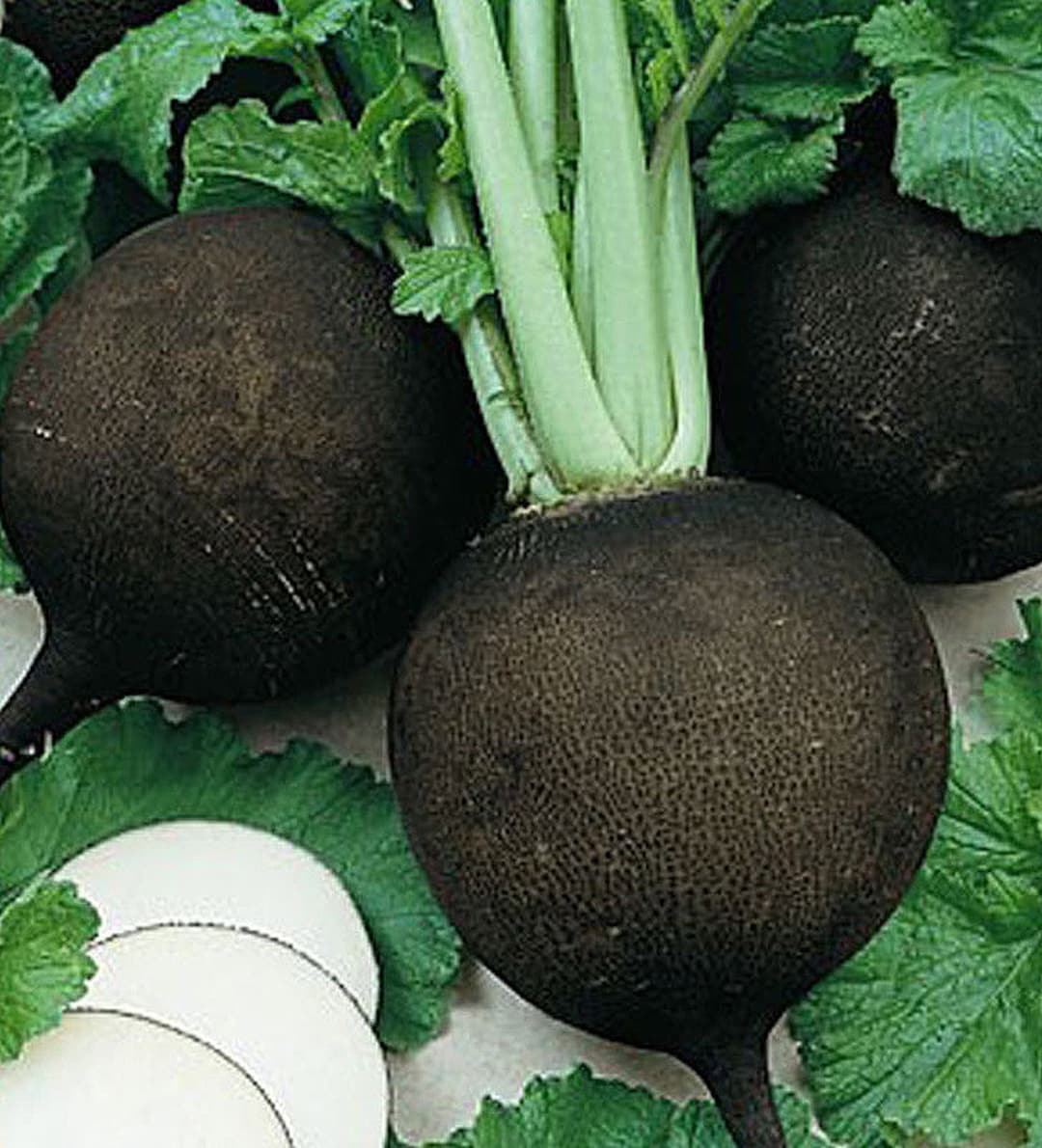 NEW Organic Black Spanish Radish - Etsy