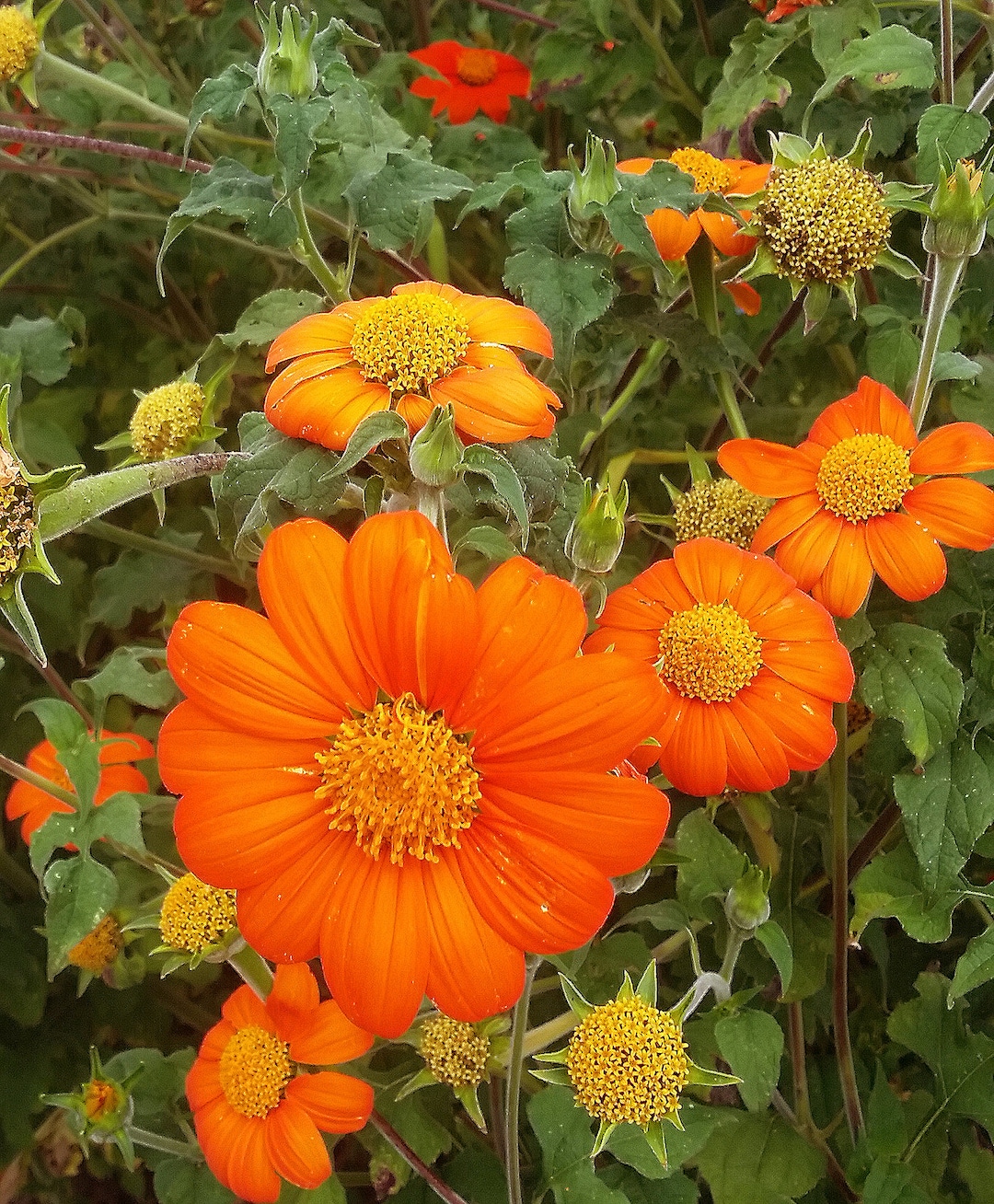 Organic Tithonia 'torch' Mexican Sunflower - Etsy