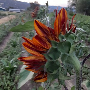 Organic Chocolate Sunflower - Etsy
