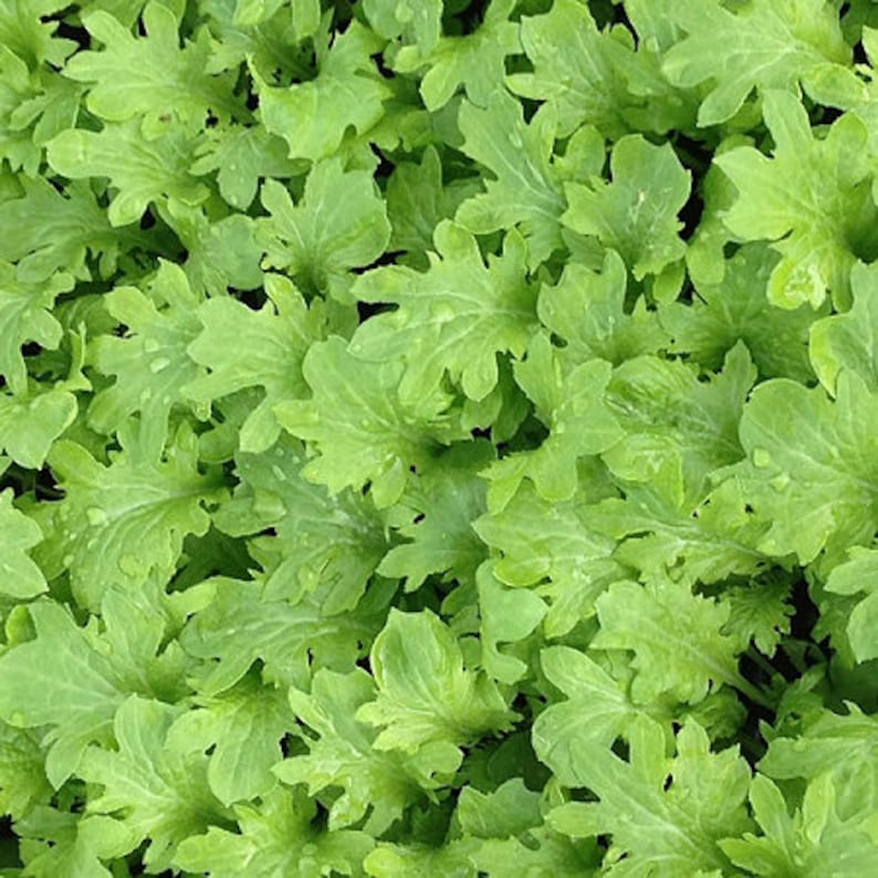 Organic Wasabina Mustard - Etsy