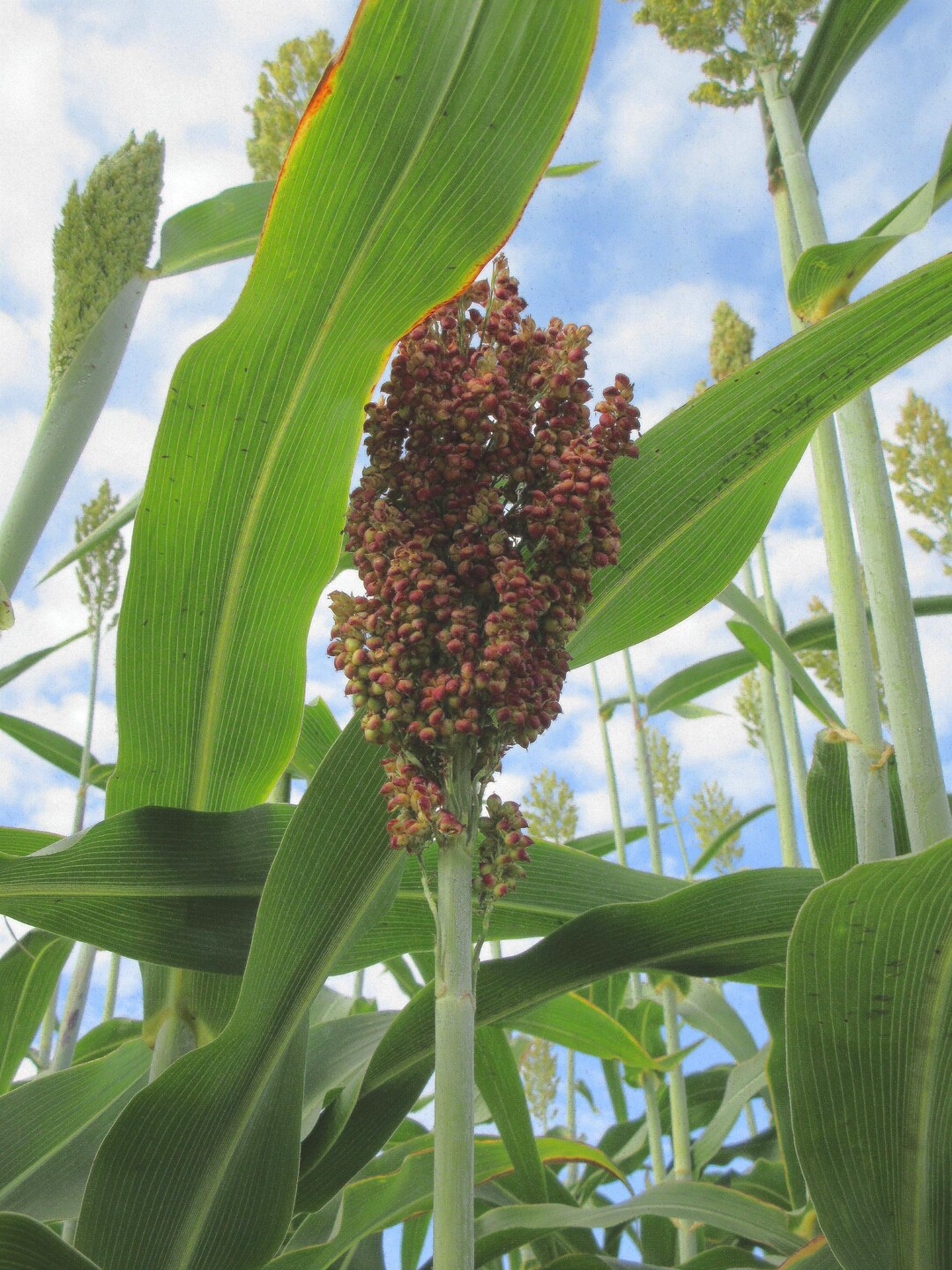 Organic 'coral' Sorghum - Etsy