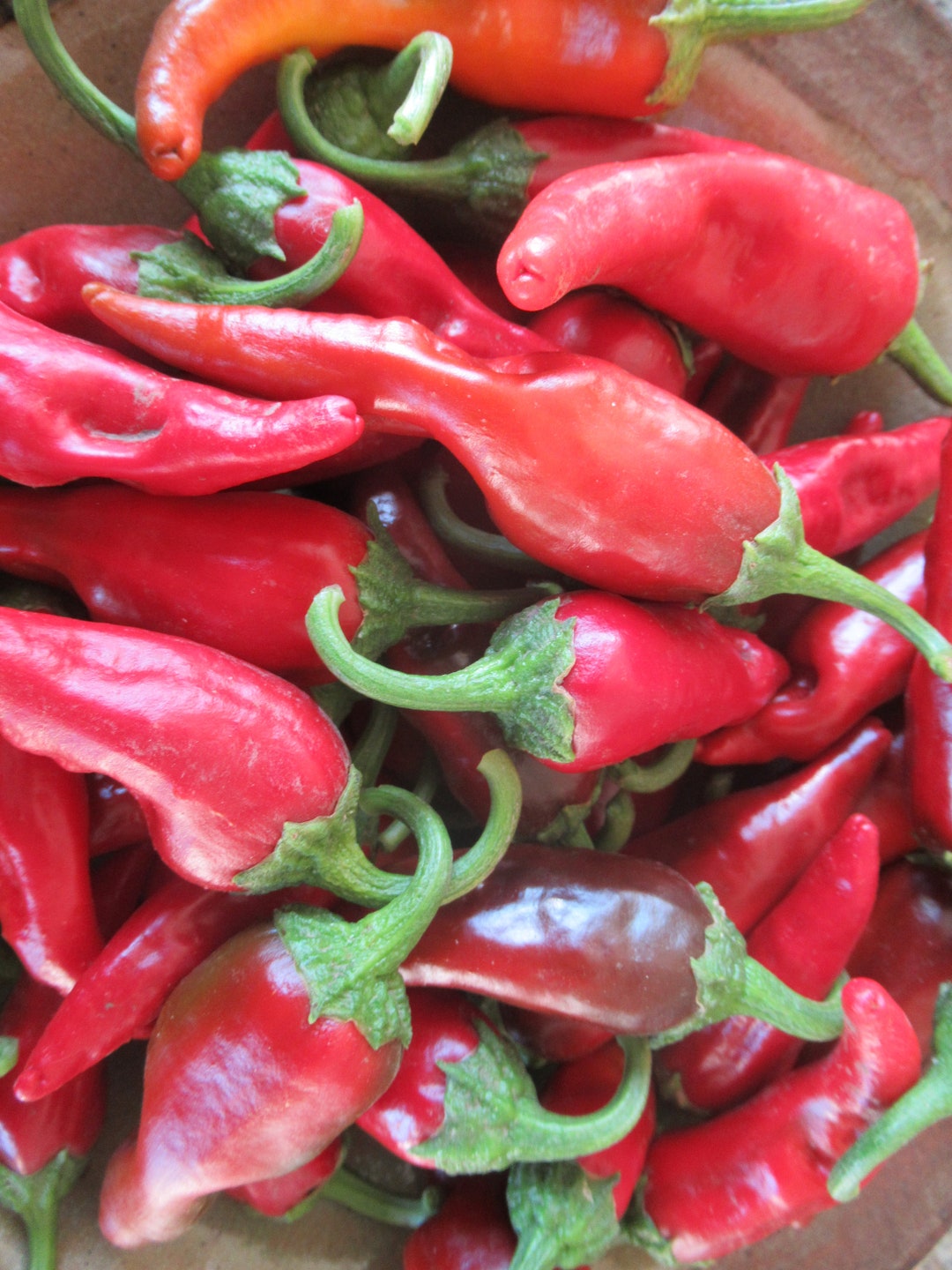 Organic Chimayo Pepper - Etsy
