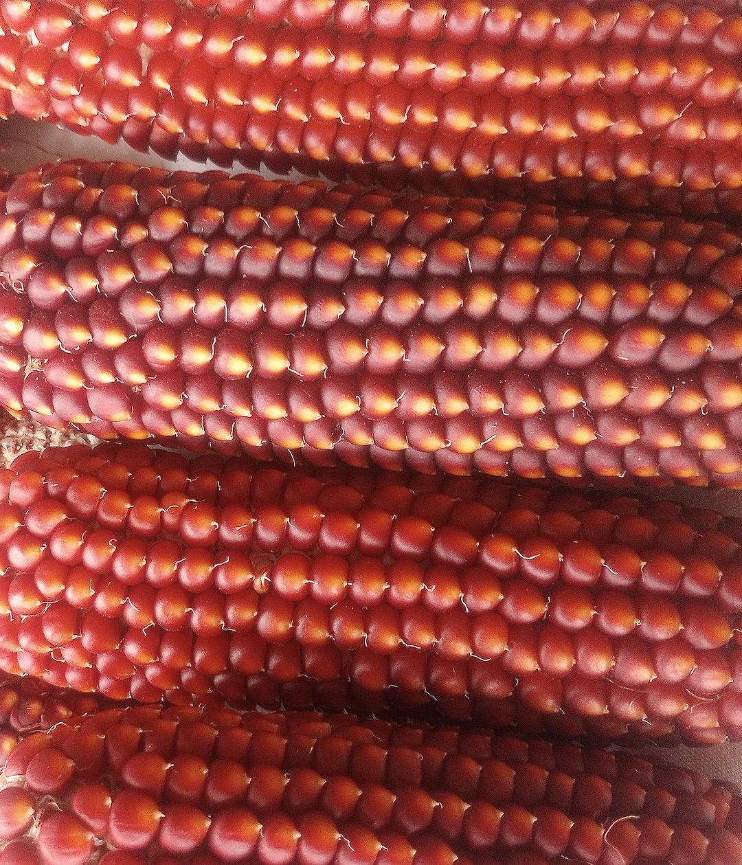 Organic Red Floriani Corn - Etsy
