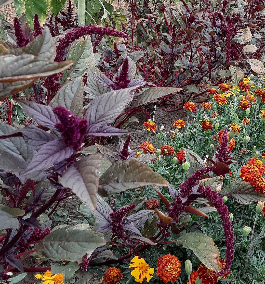 Organic Hopi Red Dye Amaranth - Etsy