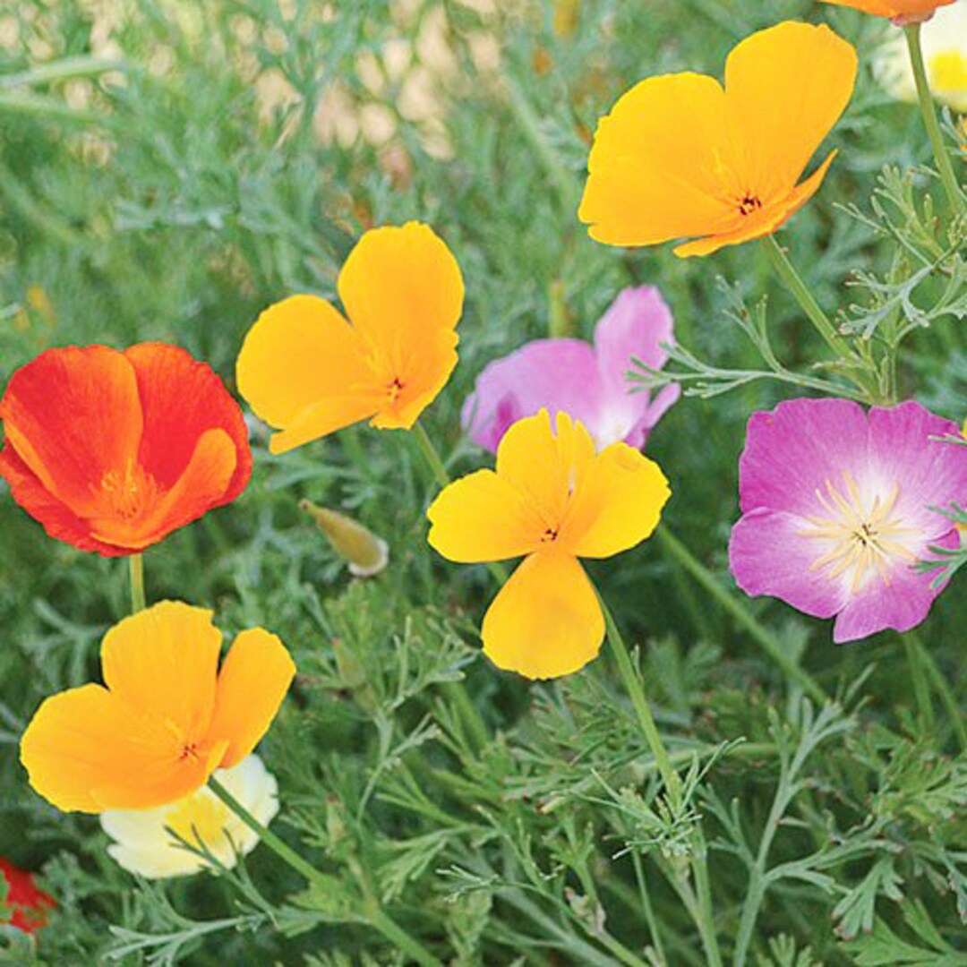 Organic California Poppy Mix - Etsy