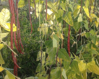 30 Seeds Red Noodle Pole Bean Yard Long Bean Đâ.u đūa đo - Etsy