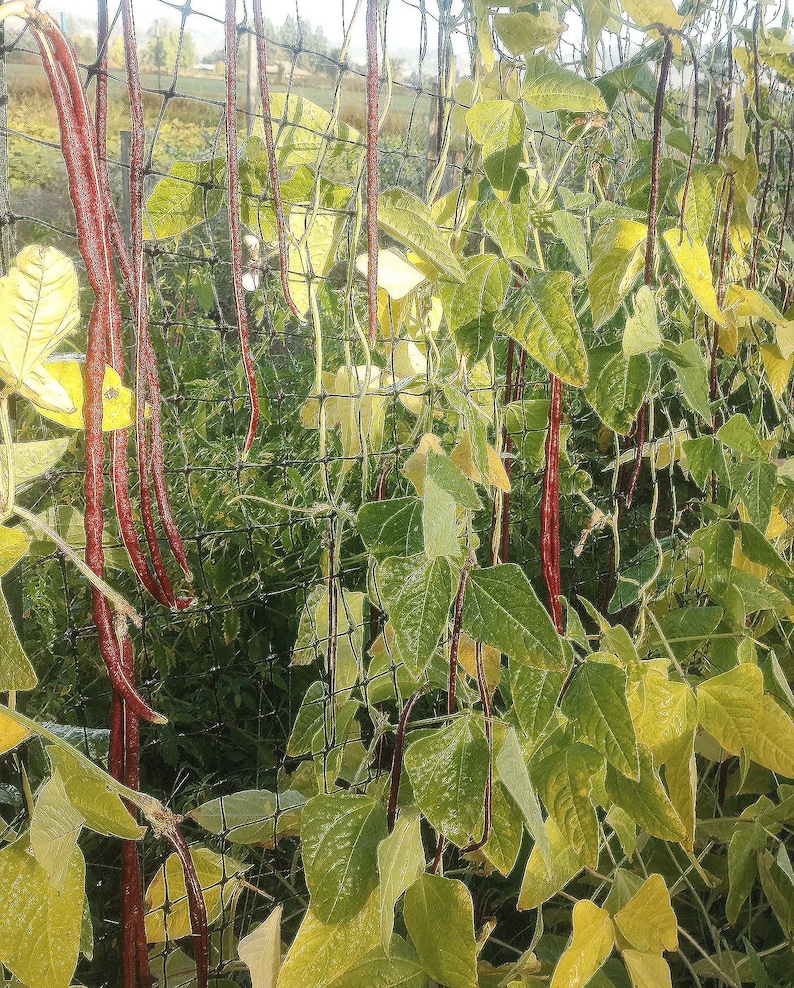 Organic Red Noodle Bean (yard Long Bean) - Etsy