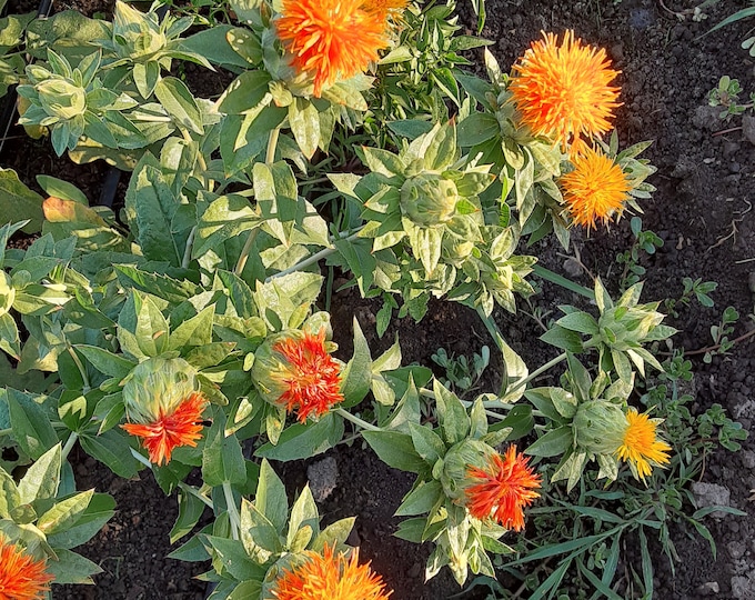 Safflower Seeds Grow Your Own Herbs, Non GMO, Pesticide Free - Etsy