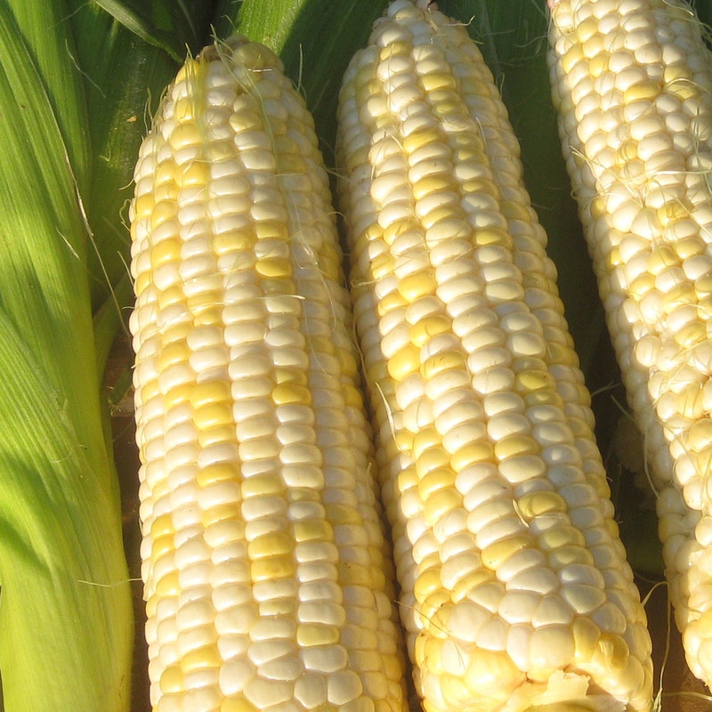 Corn - Etsy