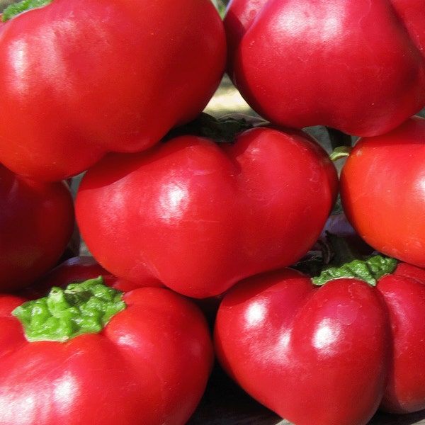 Pimento Pepper Plant - Etsy