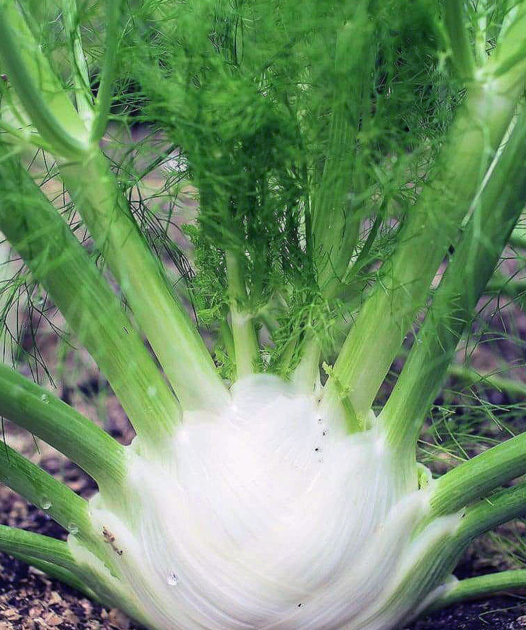 Organic Fennel 'perfection' - Etsy