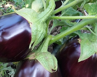 Corn Seneca Red Stalker Certified Organic Seeds 50 - Etsy