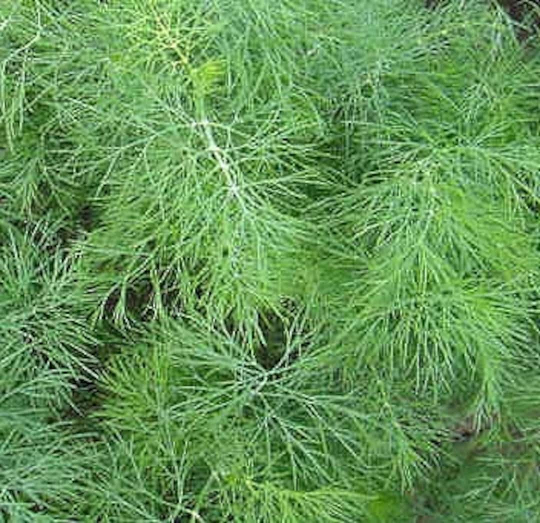 Organic 'teddy' Dill - Etsy