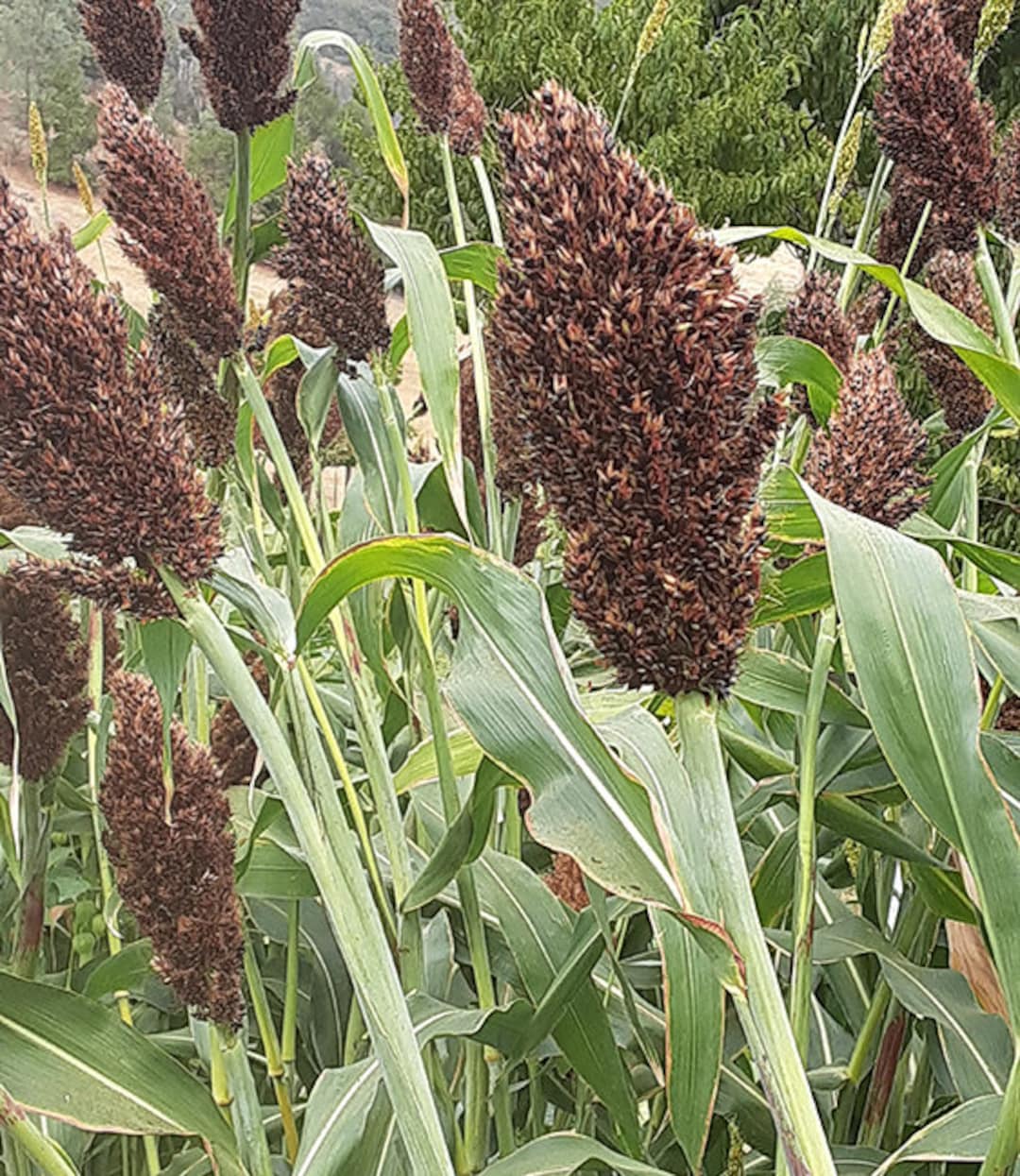 Organic Black-seeded Sorghum - Etsy