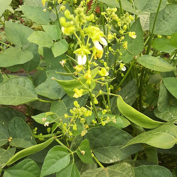 Henderson Lima Bean Seeds - Etsy