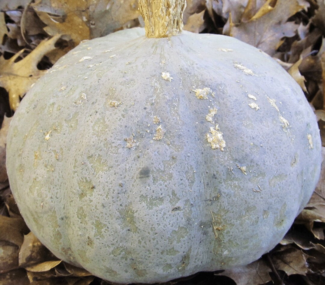 Organic Blue Kuri Squash - Etsy