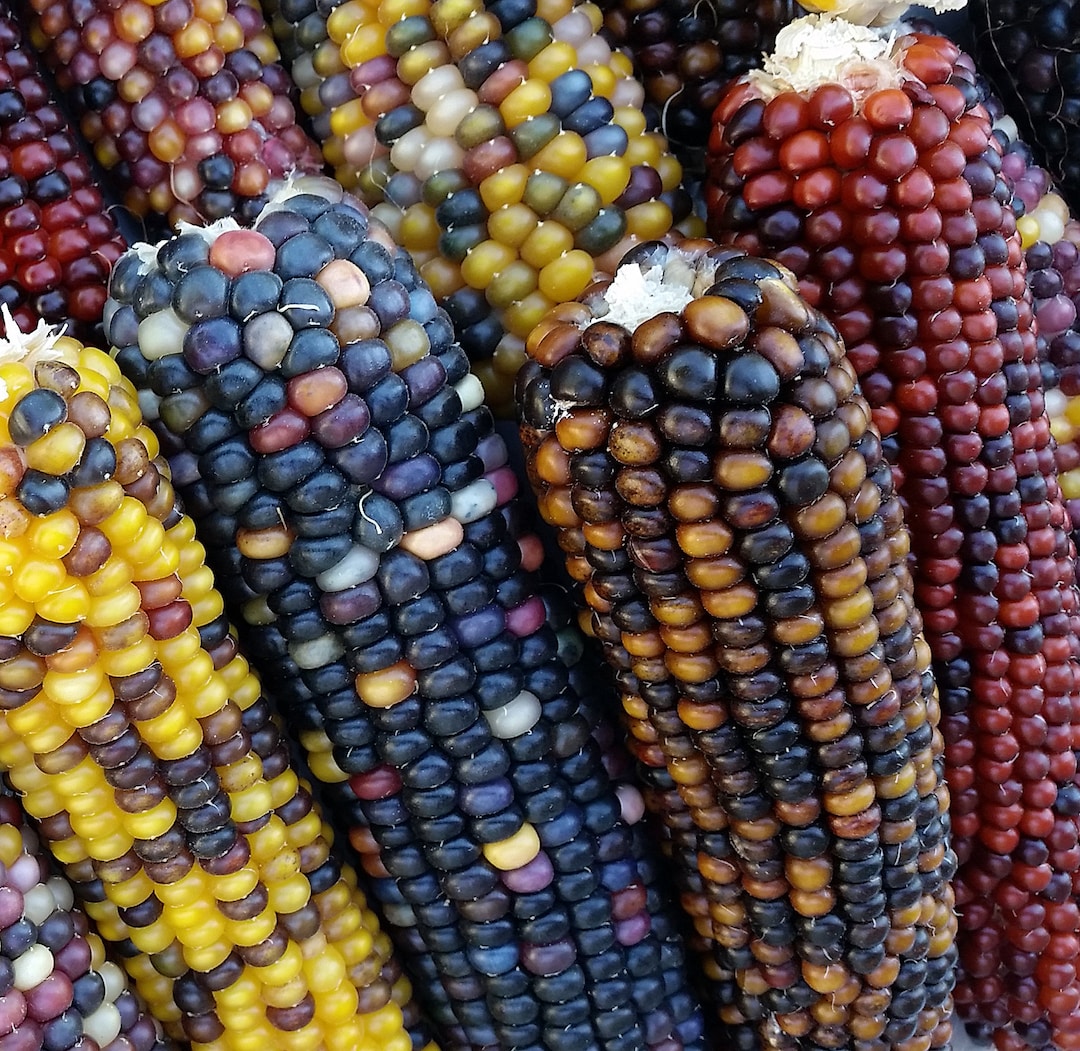 Organic Popcorn 'cherokee Long Ear Small' - Etsy