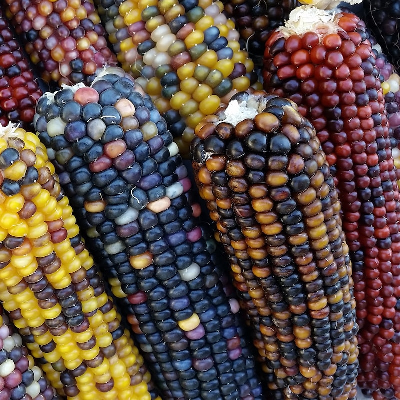 OpenCircleSeeds - Etsy