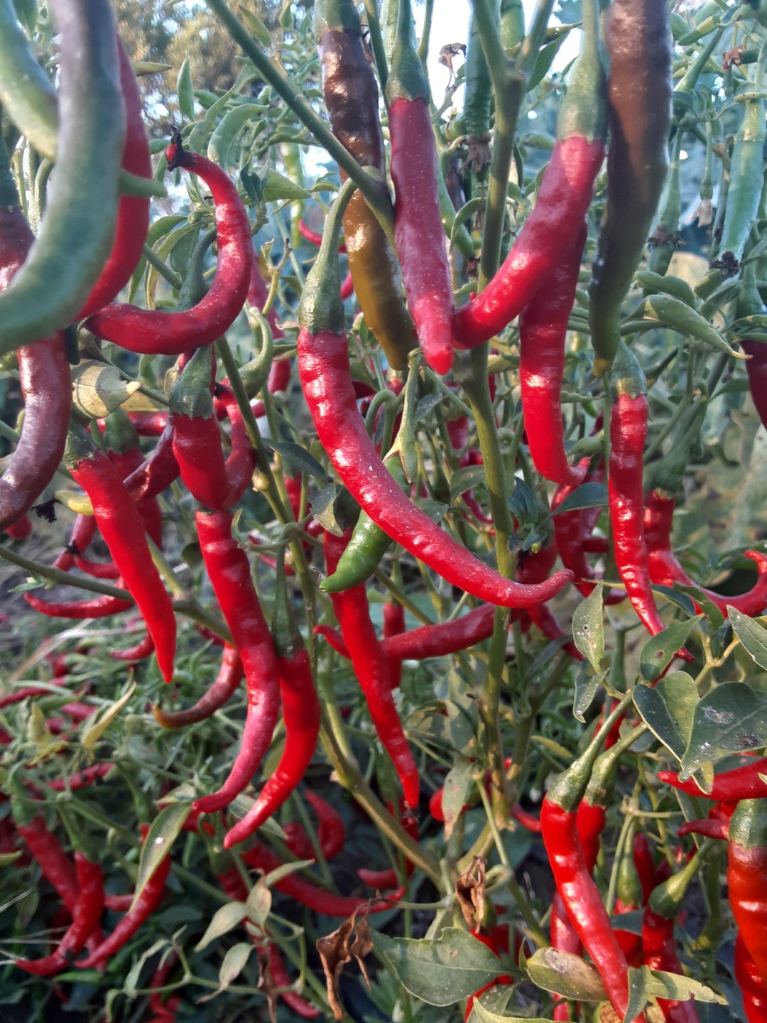 Organic Anjali Thai Pepper - Etsy