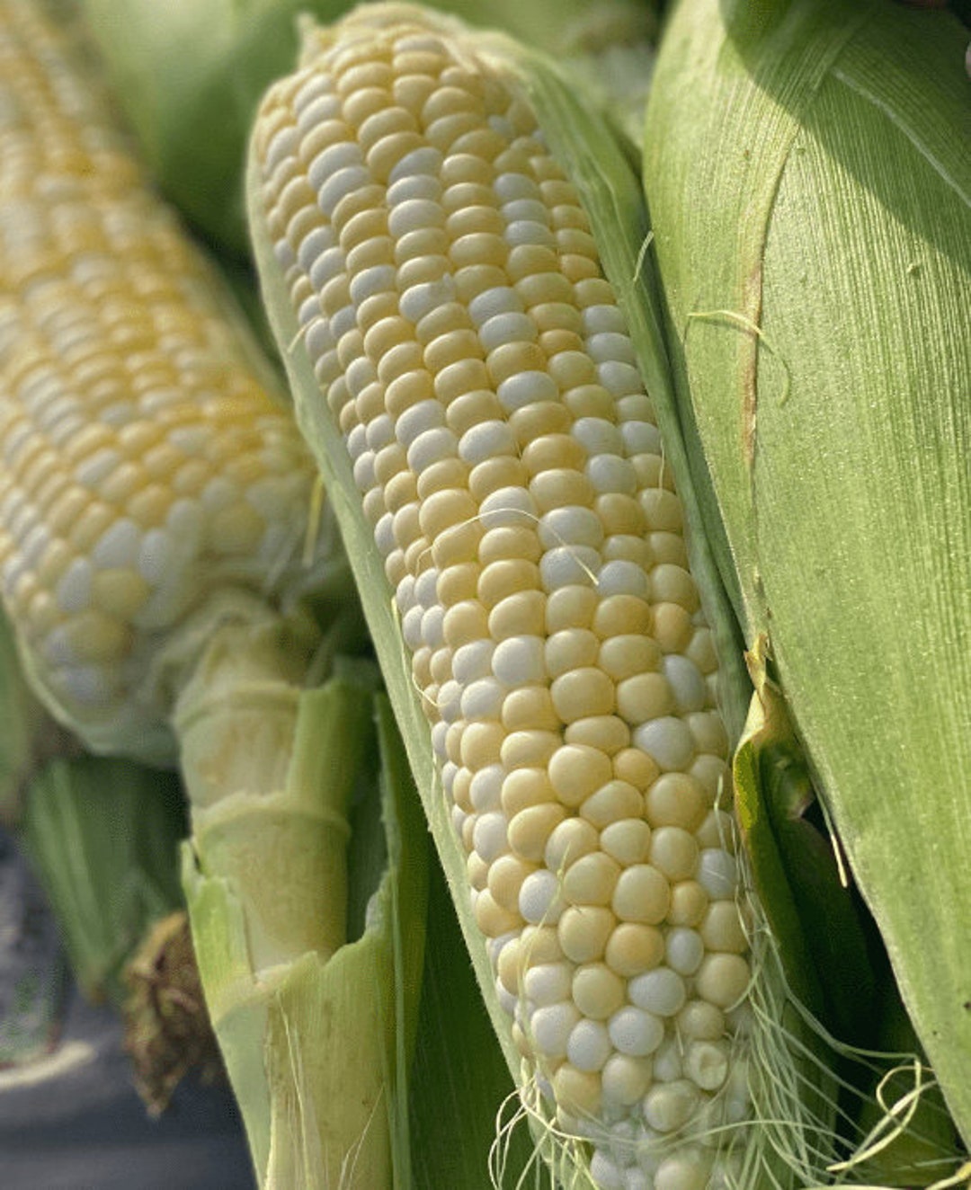 Organic Honey Badger Sweet Corn - Etsy