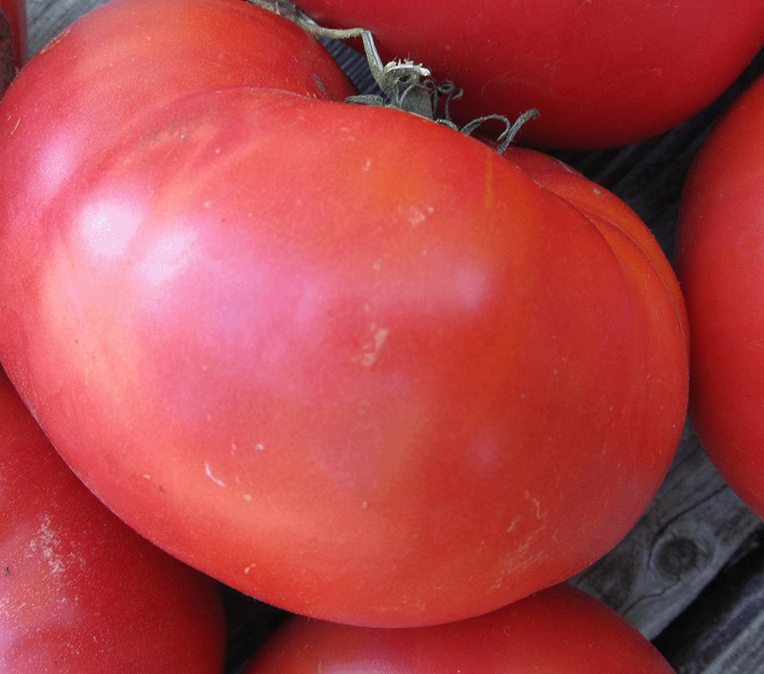 Organic Tennessee Heirloom Tomato - Etsy