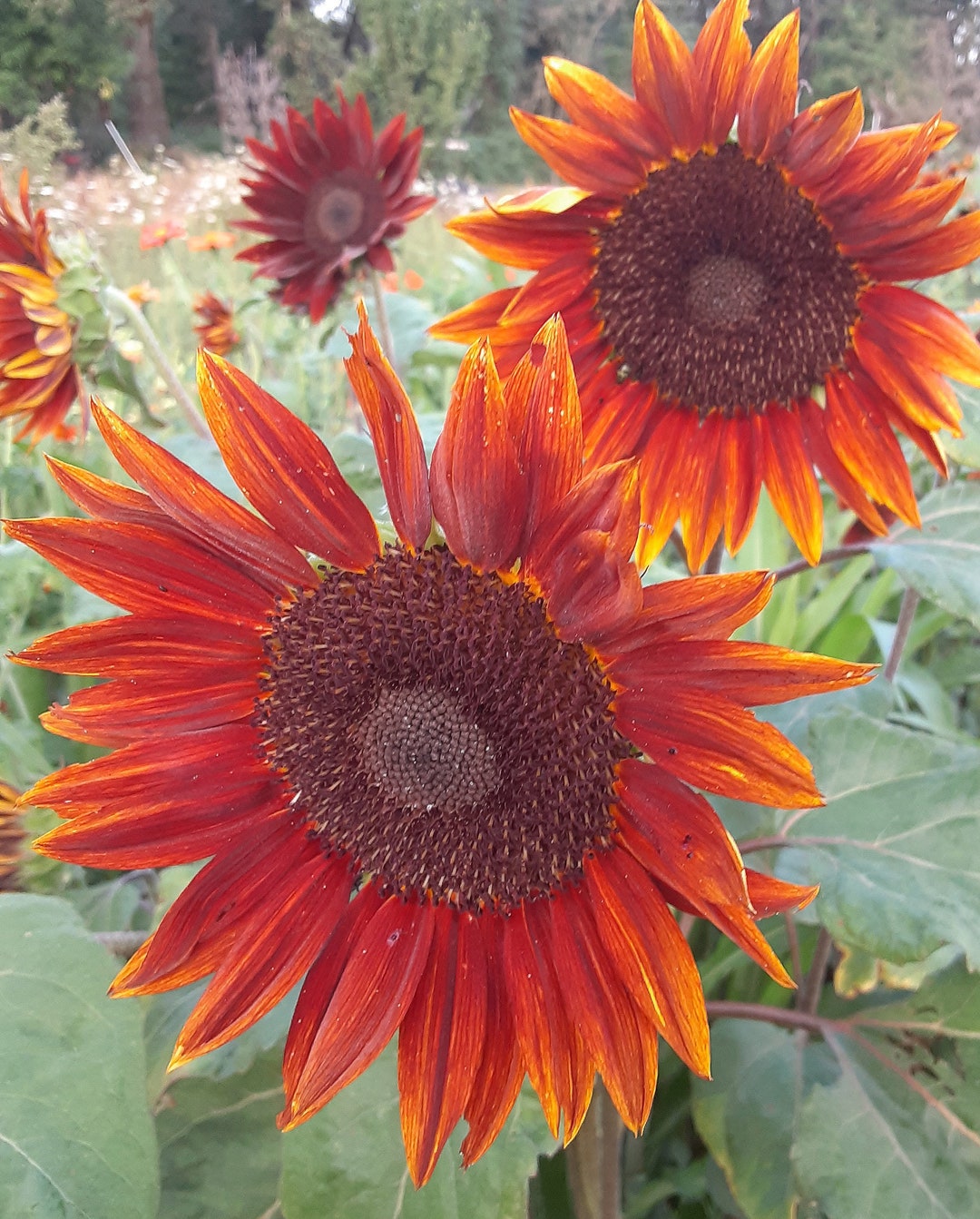 Organic Chocolate Sunflower - Etsy