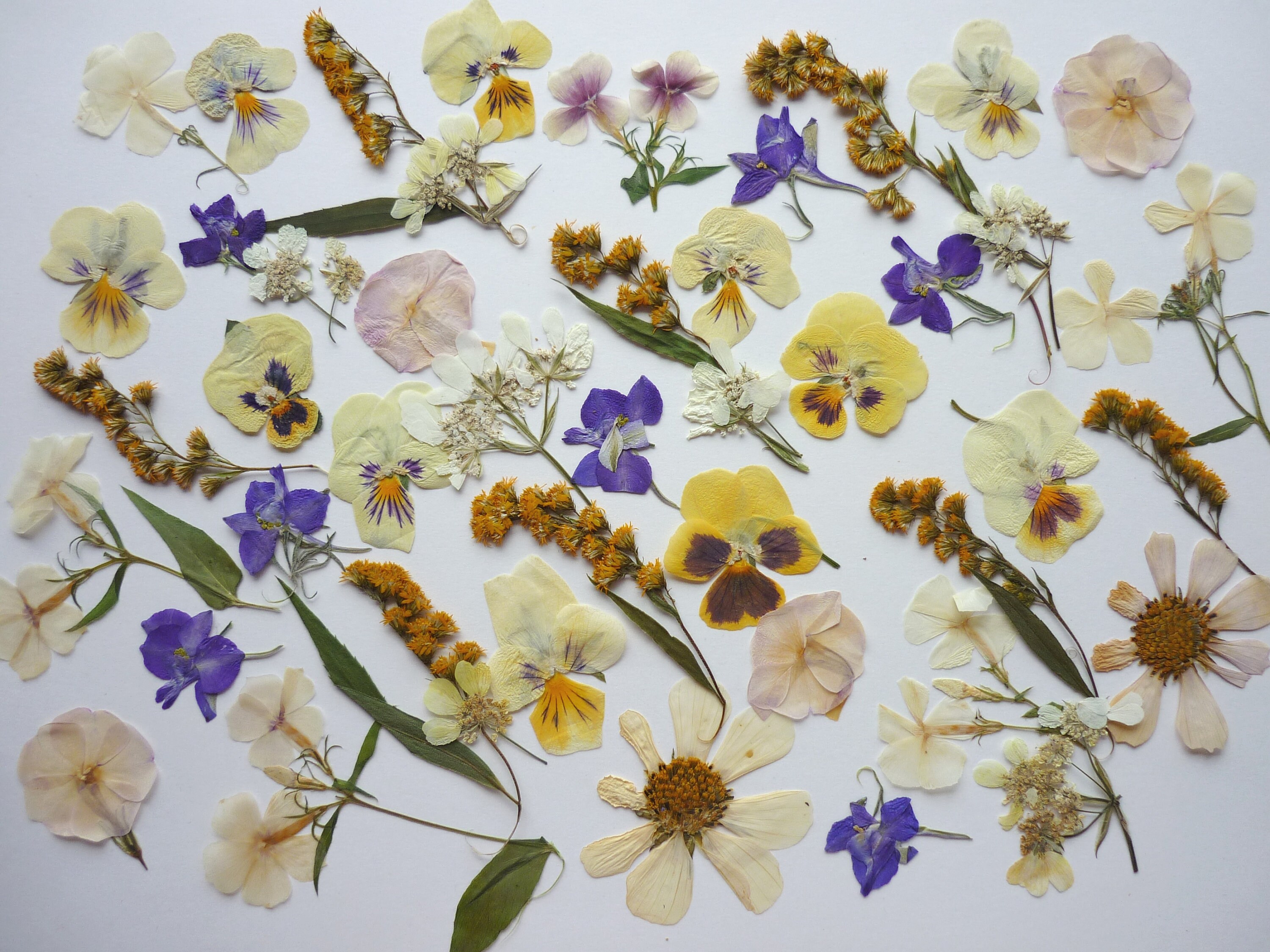 Pressed flowers Pressed flowers for resin Small flowers for | Etsy