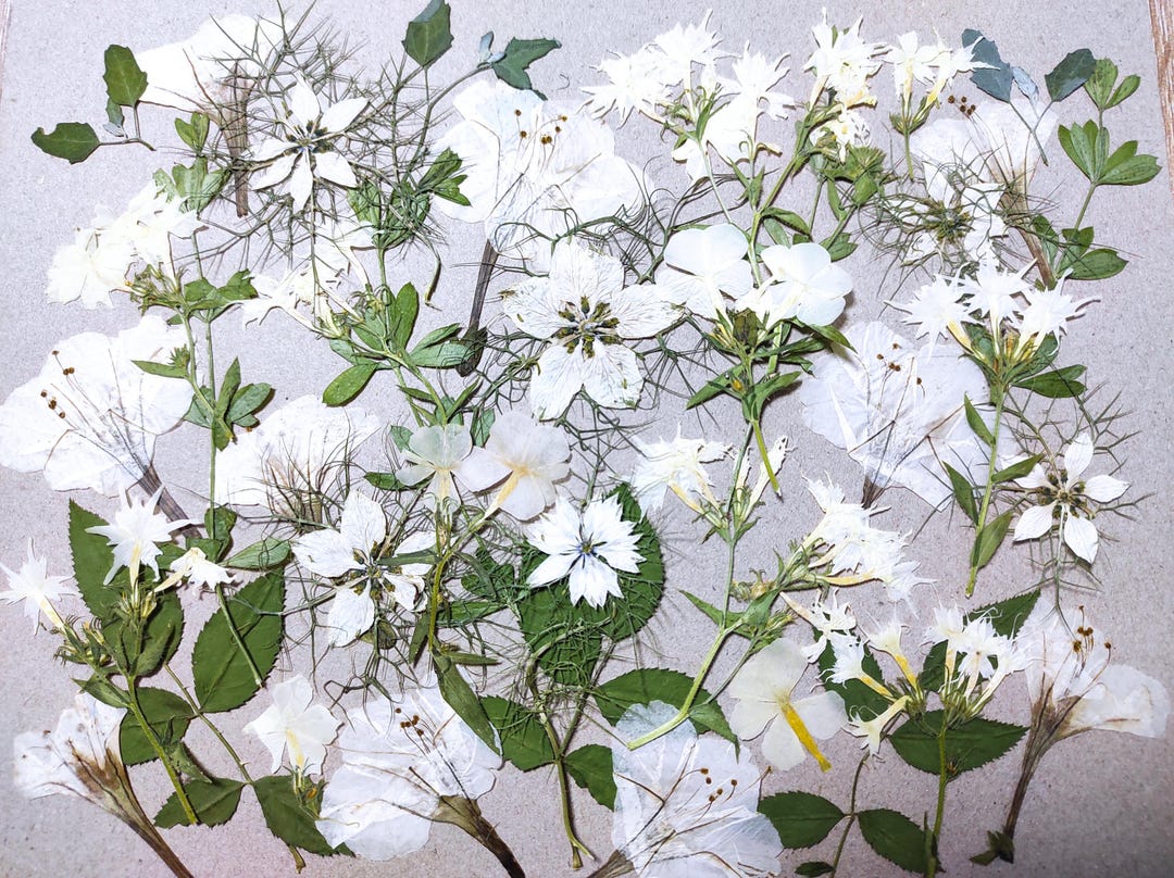 White Edible Pressed Flowers for Cake Decorating: Natural Meadow ...