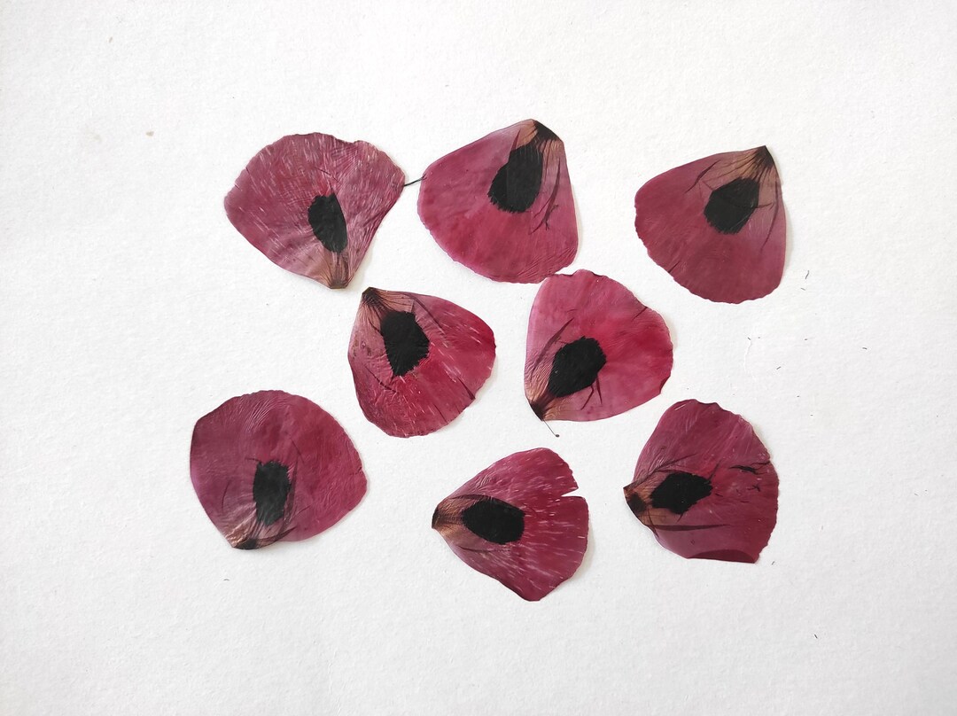 Red Pressed Flower, Pressed Flower for Craft, Pressed Flower for ...