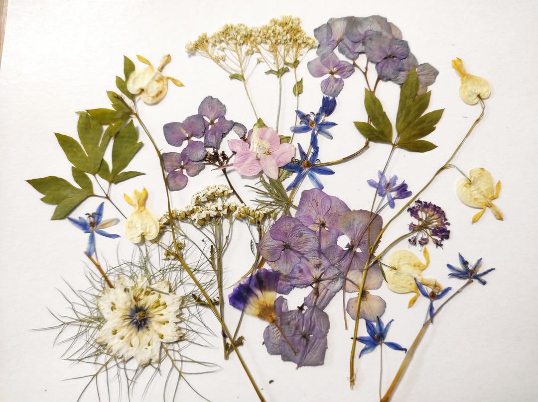 Hydrangea Pressed Flowers, Pressed Flower for Craft, Pressed Flower for ...