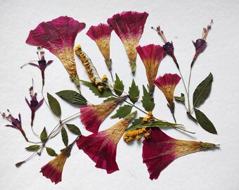 Pressed Flower Art, Pressed Flowers Mixed Pack for Crafts, Dry Flowers ...