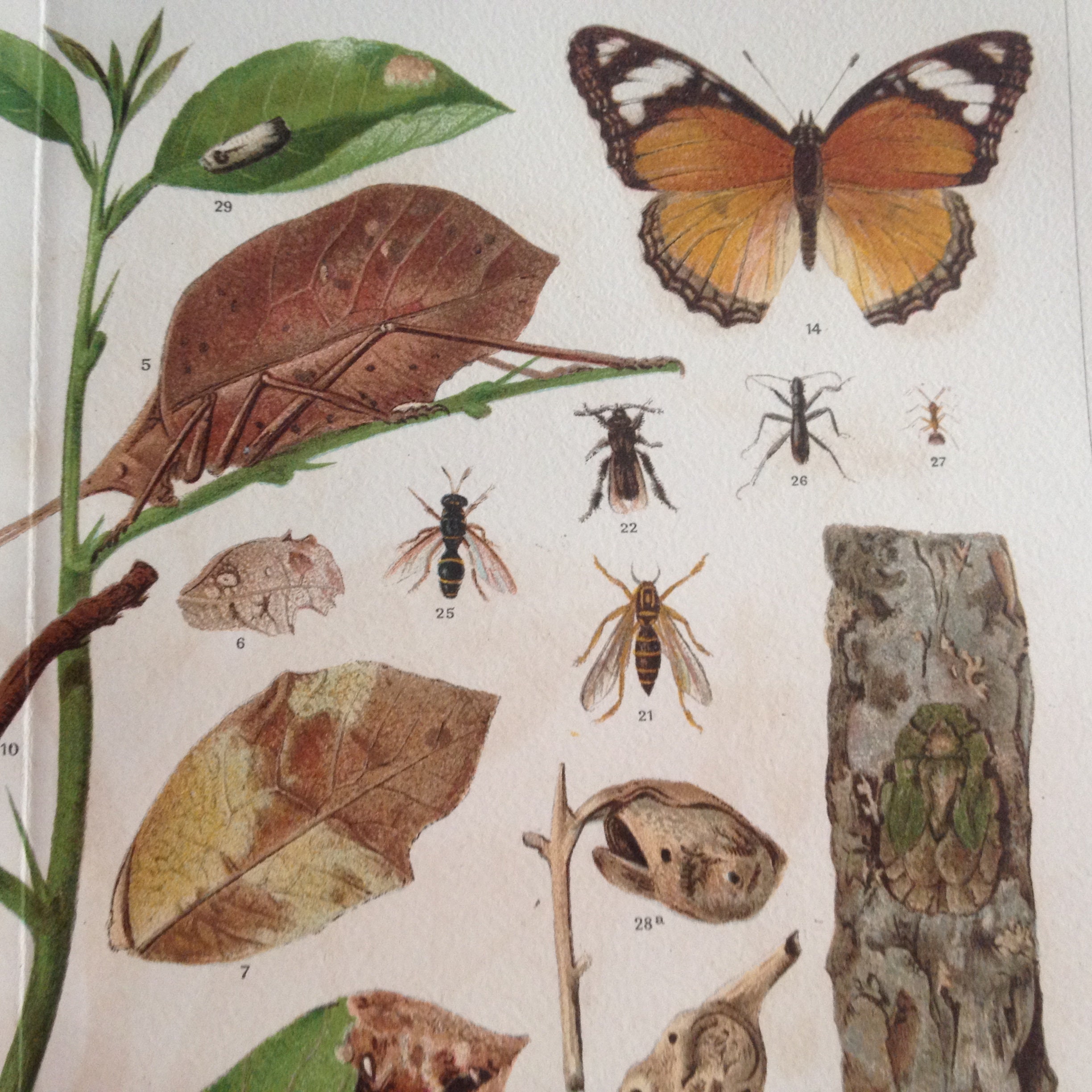 Chromolithography mimicry imitation in Insects. - Etsy Sweden